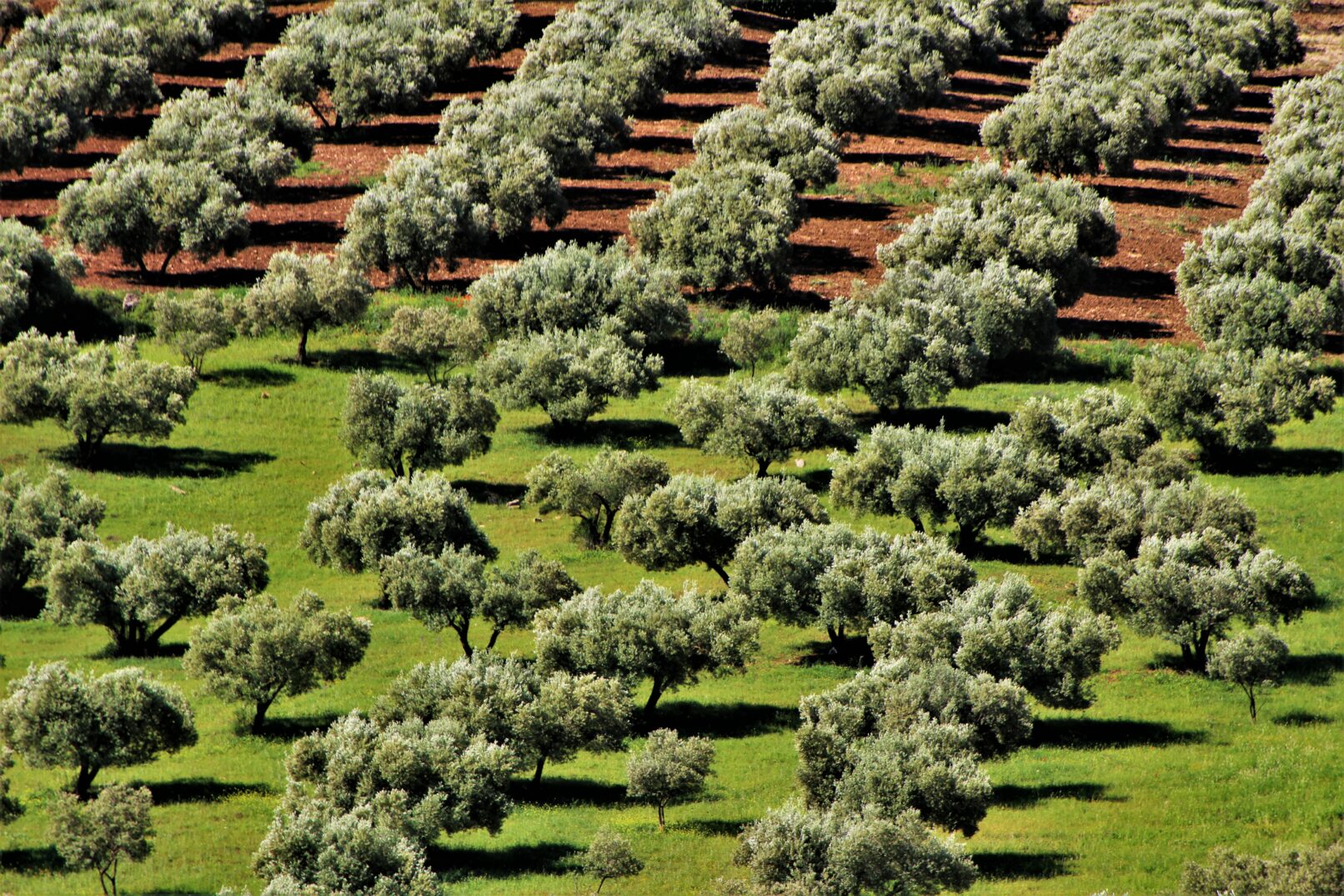 Alcaucin best things to see and do - Andaluciamia