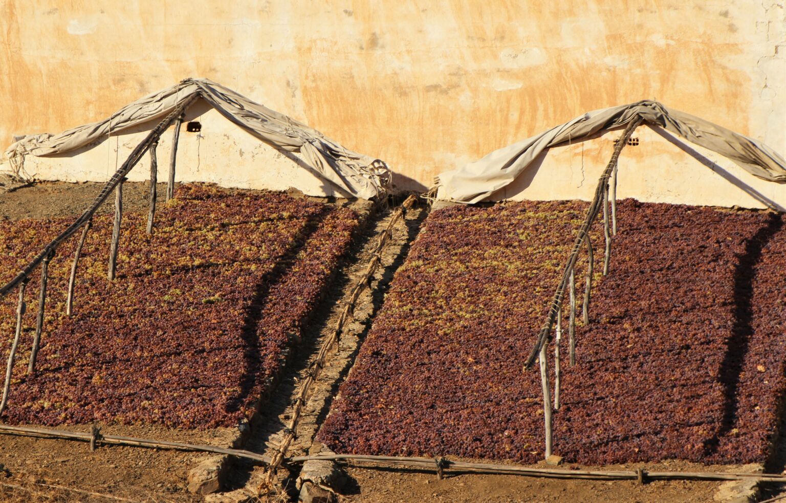 La Pasa : discover the incredible culture of Malaga raisin - Andaluciamia