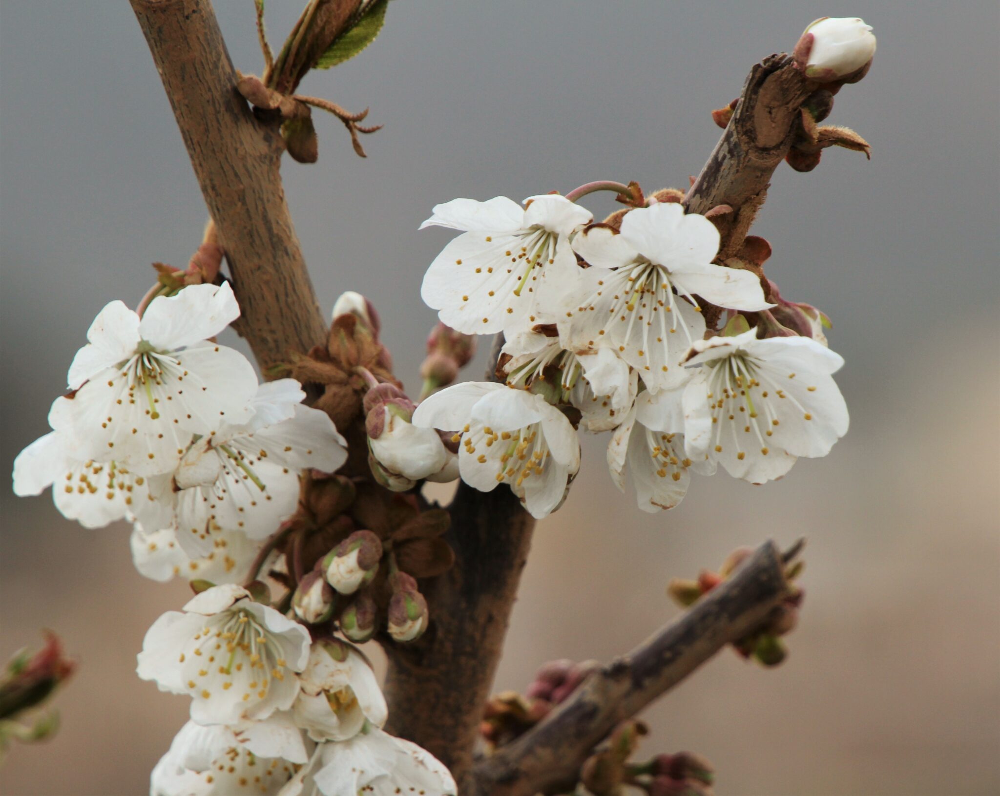 Fiesta de los cerezos en flor en Alfarnate 2023 - Andaluciamia